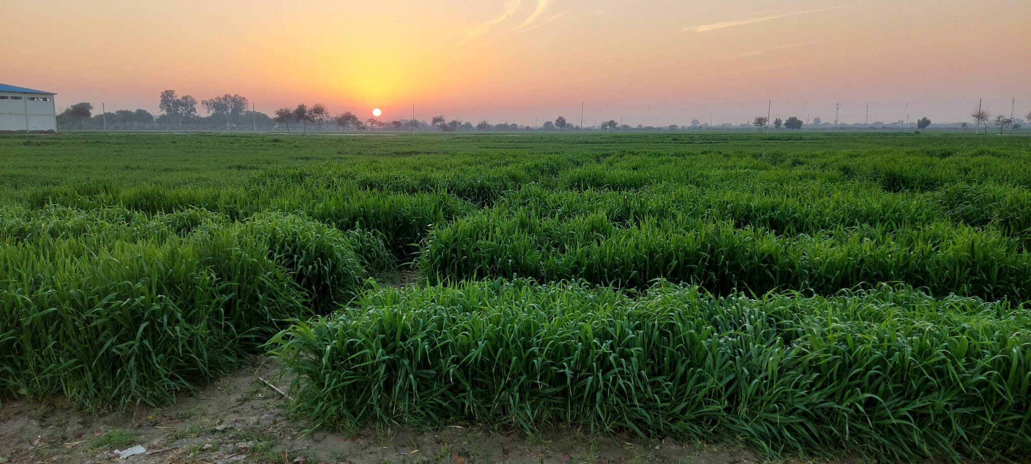 Hisar Farm – iiwbr